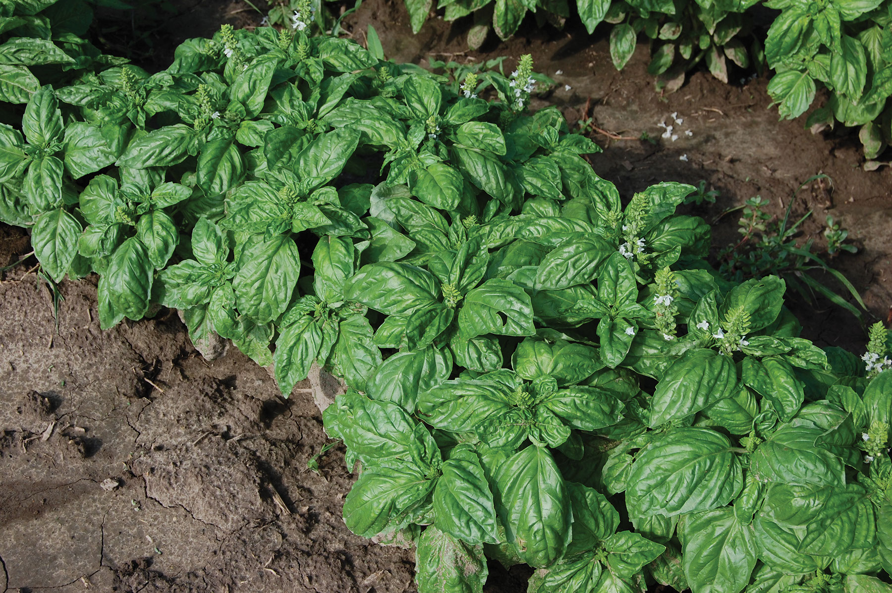 16 New Heirloom Plants - Mother Earth Living